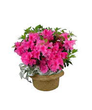 Louisville Easter Gifts and Flower Delivery | Nanz & Kraft Florist