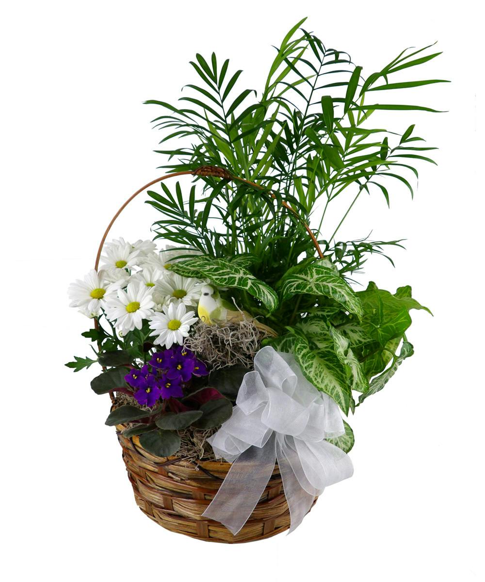 European Garden Basket | Louisville Plant Delivery