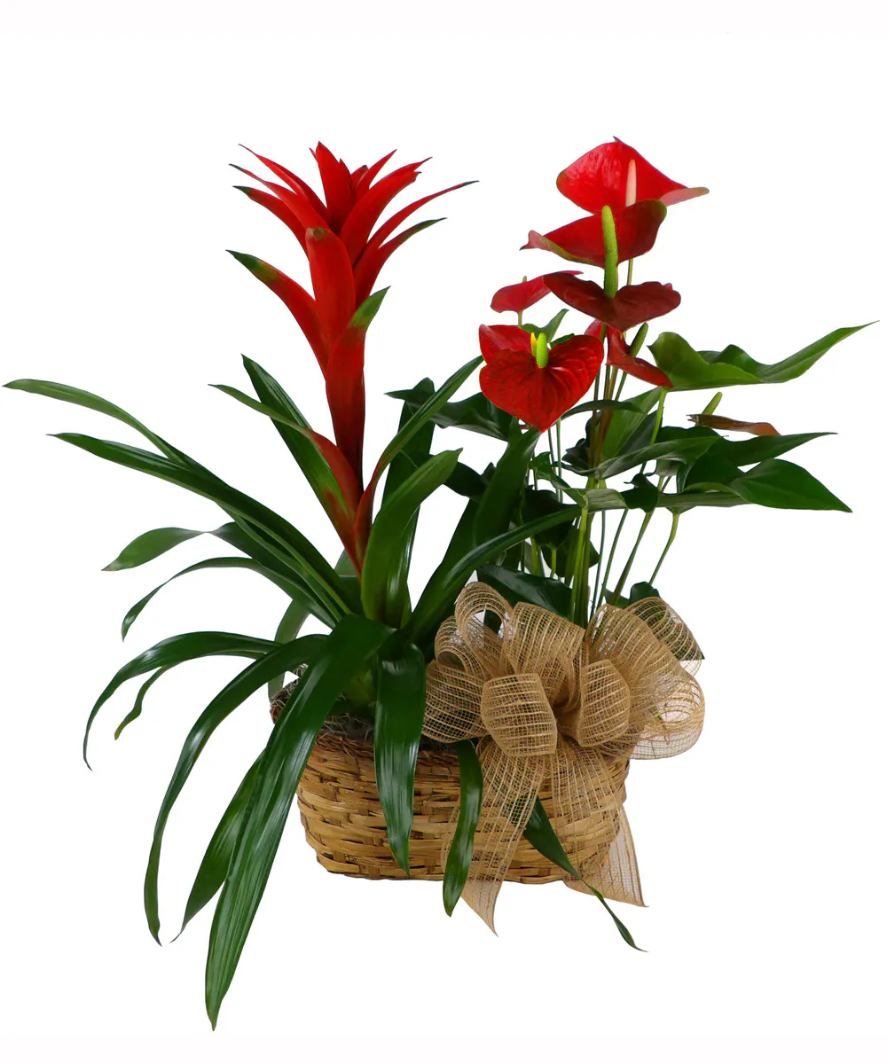 Tropical Blis Plant Combo | Louisville Plant Delivery