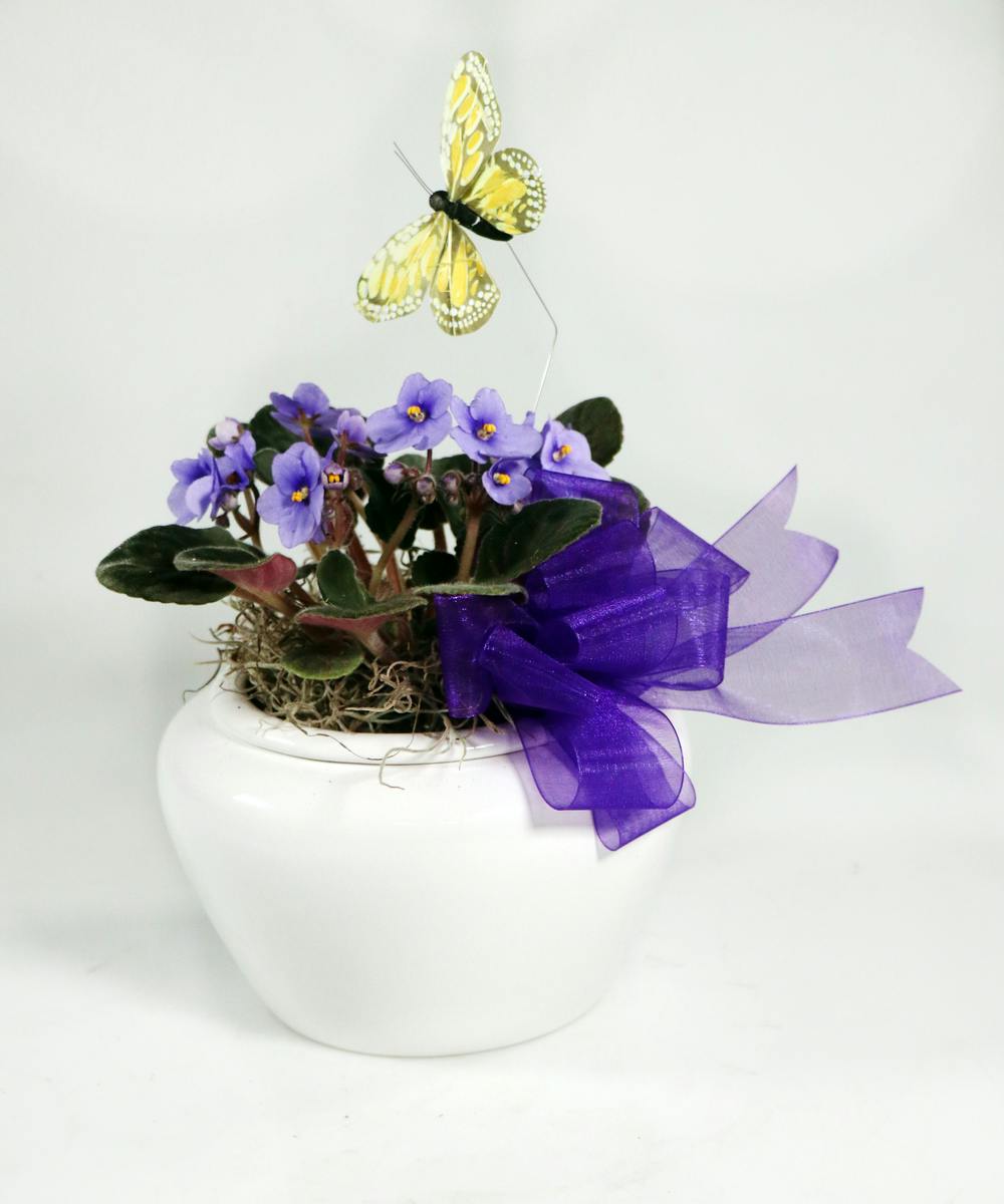 Vivid Violet | Louisville (KY) Same-Day Plant Delivery | Nanz & Kraft ...