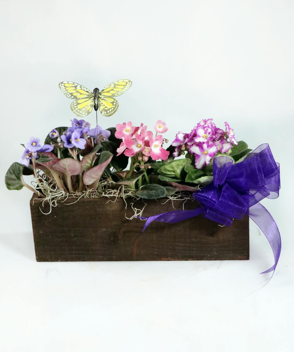 Violet Trio Box | Louisville (KY) Same-Day Plant Delivery | Nanz ...